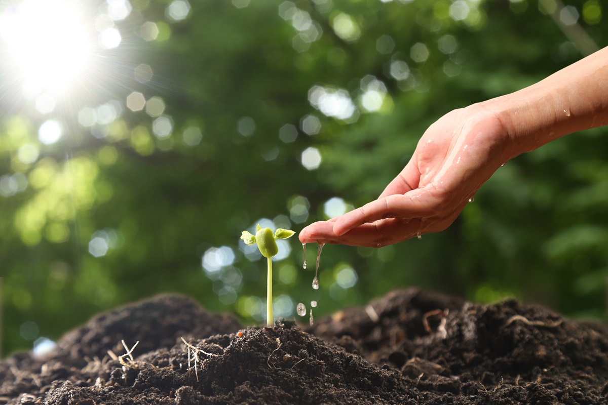 Tout Savoir Sur Le Purin D'ortie : Un Allié Naturel Pour Votre Jardin ...